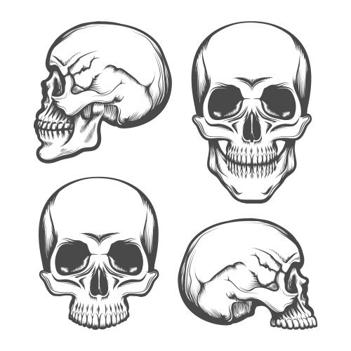 Skull Front Facing Vector Images (over 2,900)