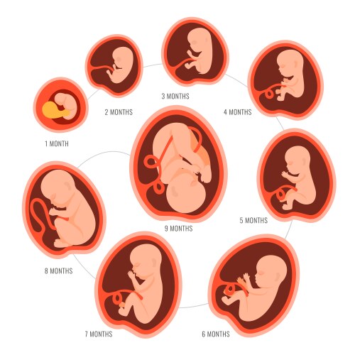 Pregnancy fetal foetus development embryonic Vector Image