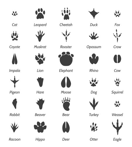 Animal Footprint Collection Royalty Free Vector Image