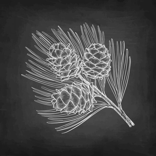 Chalk sketch pine nut Royalty Free Vector Image