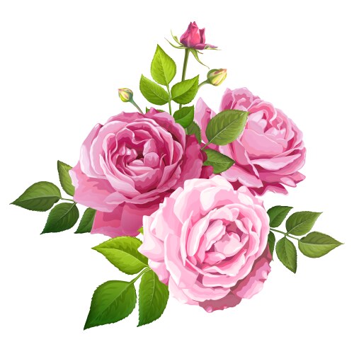 Rose flower Royalty Free Vector Image - VectorStock