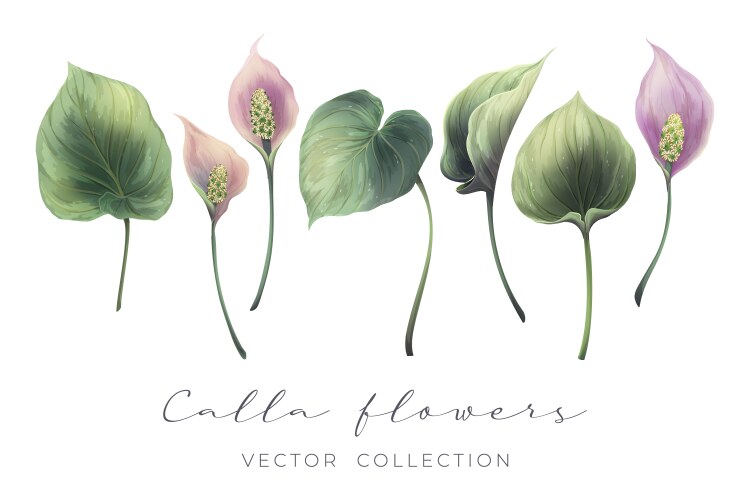 Calla Vector Images (over 2,800)