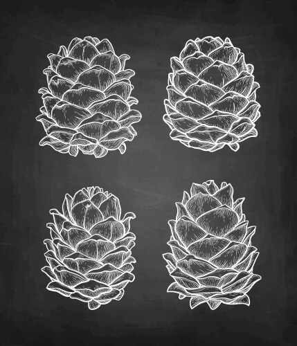 Chalk sketch pine nut Royalty Free Vector Image