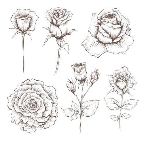 Rose Vector Images (over 330,000)