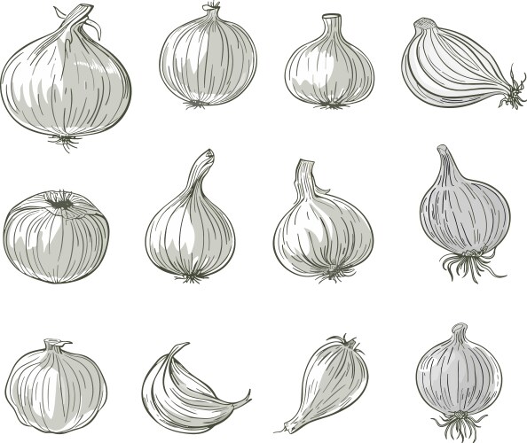 Onion Outline Vector Images (over 7,200)