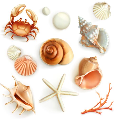 Seashells Vector Images (over 36,000)