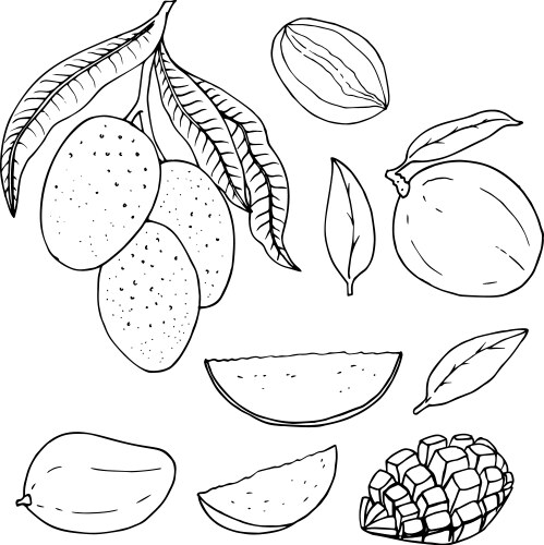 Mango outline Vector Images & Graphics for Commercial Use | VectorStock
