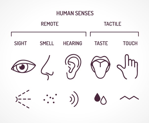 Five human senses vision eye smell nose hearing Vector Image