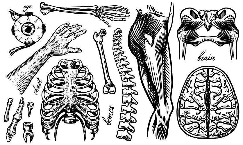 Human biology organs anatomy Royalty Free Vector Image