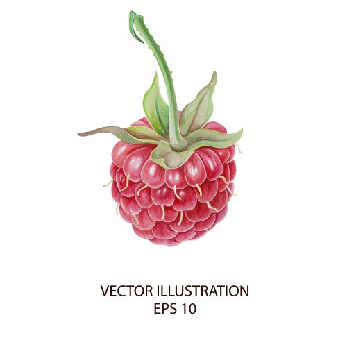 Raspberry Vector Images (over 29,000)