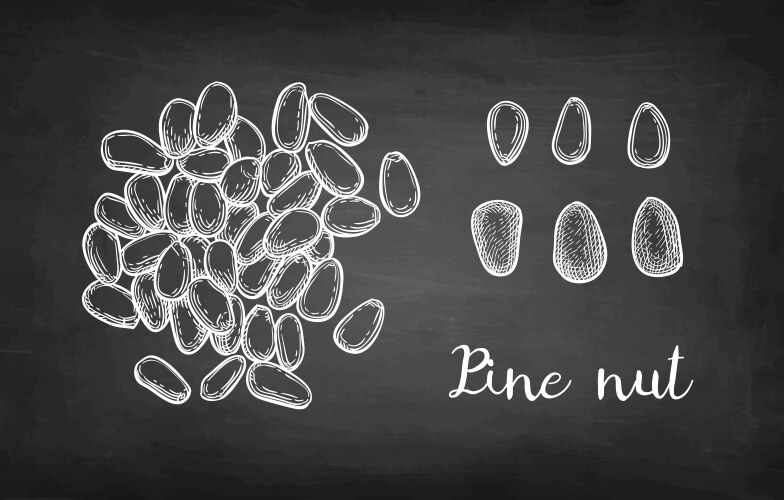 Chalk sketch pine nut Royalty Free Vector Image