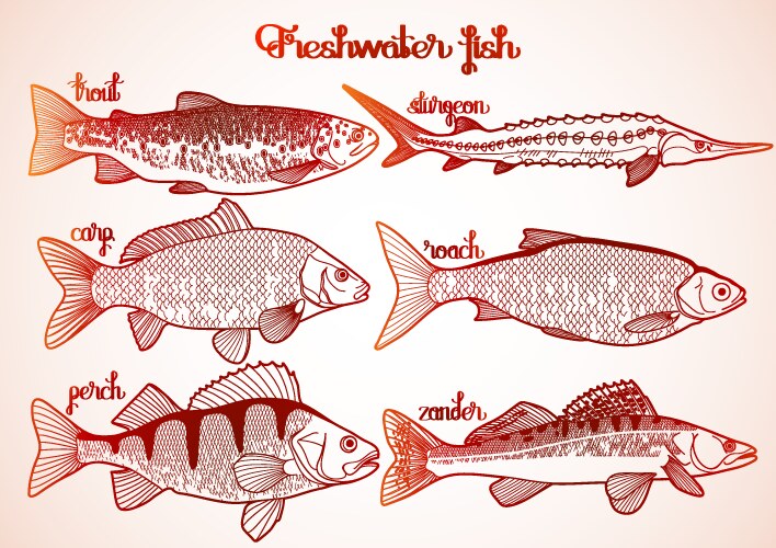 Fish freshwater Royalty Free Vector Image - VectorStock