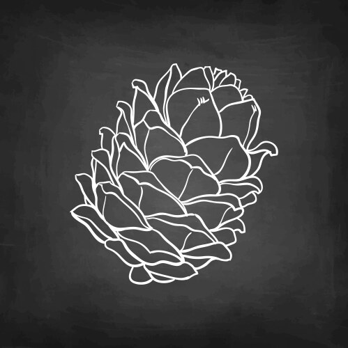 Chalk sketch pine nut Royalty Free Vector Image
