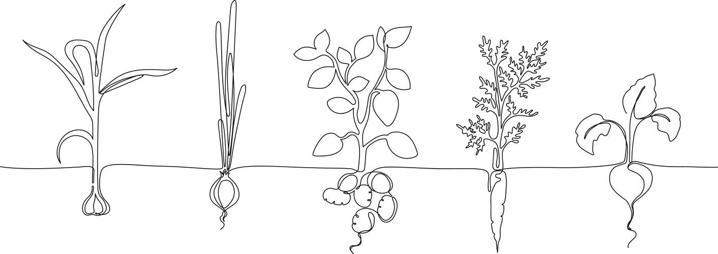 Onion Plant Line Drawing Download Onion, Plant, Leaves. Royalty Free