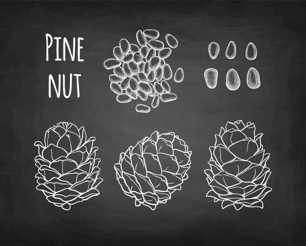 Chalk sketch pine nut Royalty Free Vector Image