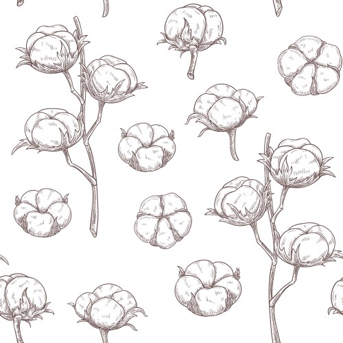 Cotton branch collection Royalty Free Vector Image