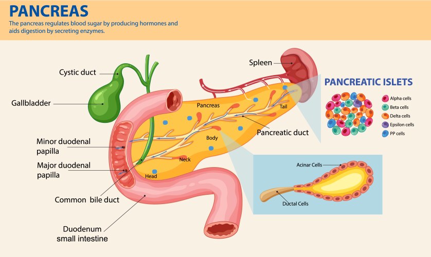 Function of the pancreas Vector Images & Graphics for Commercial Use ...