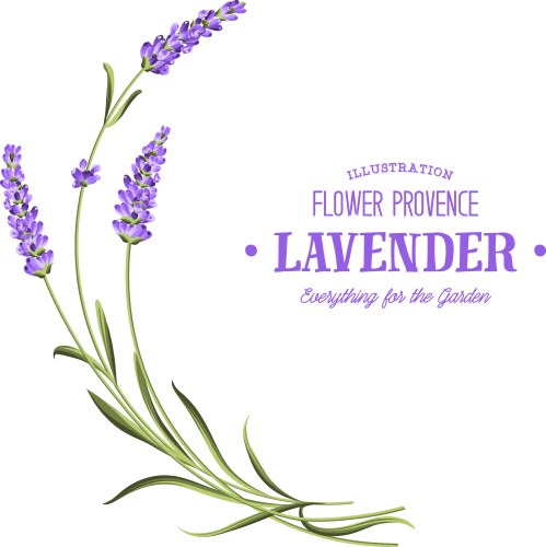 Lavender Vector Images (over 20,000)