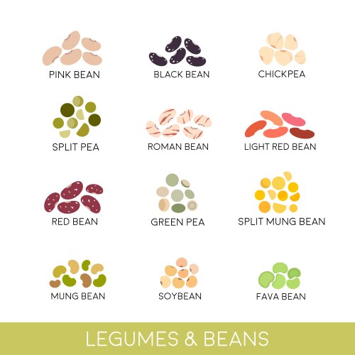 Set of different legumes Royalty Free Vector Image