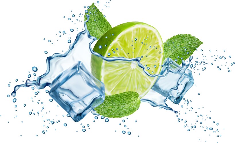 Lime fruit Royalty Free Vector Image - VectorStock