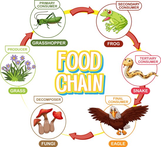 Depicts energy flow through a food chain Vector Image