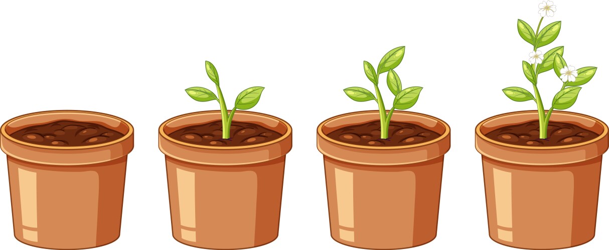 Plant growth progress diagramv Royalty Free Vector Image
