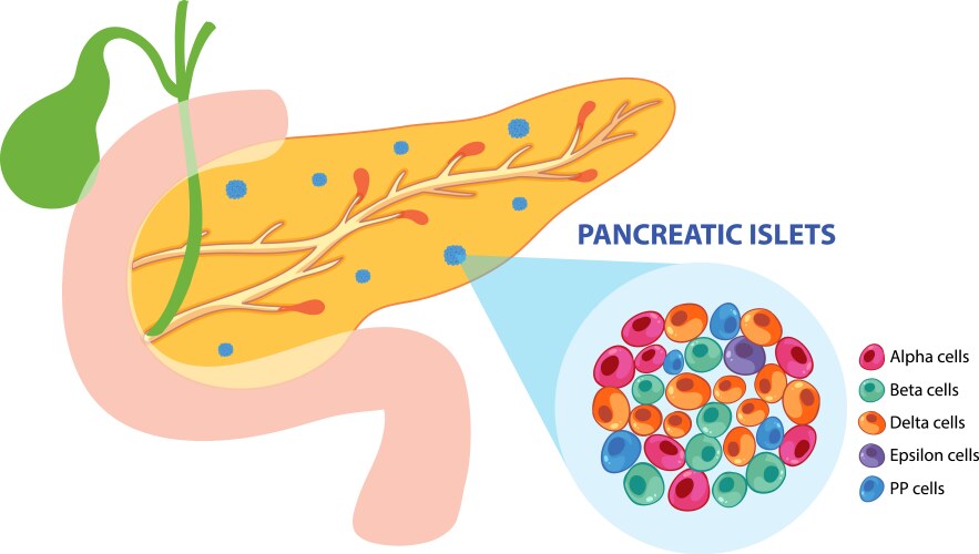Animal cell anatomy structure diagram Royalty Free Vector