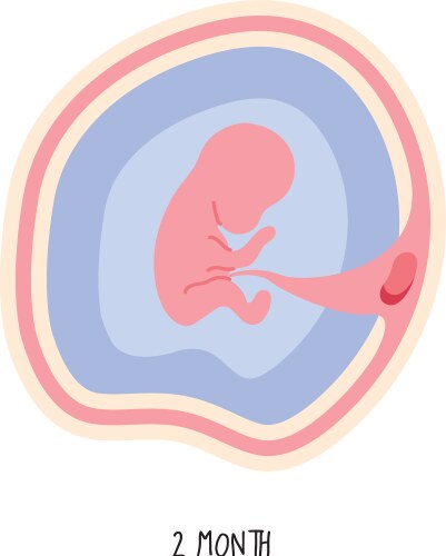 Development of the human embryo Royalty Free Vector Image
