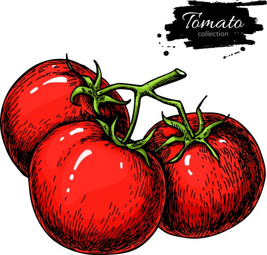 Tomatoes on the tree Royalty Free Vector Image