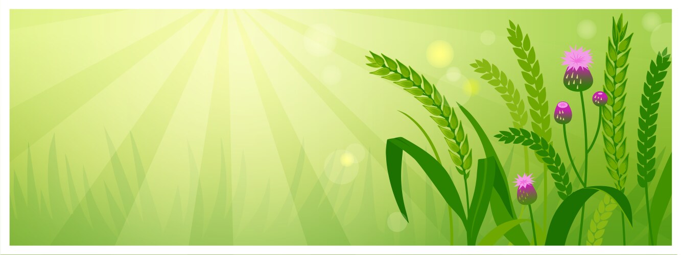 Summer field Royalty Free Vector Image - VectorStock