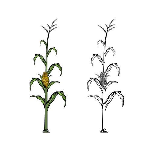 Corn Outline Vector Images (over 20,000)