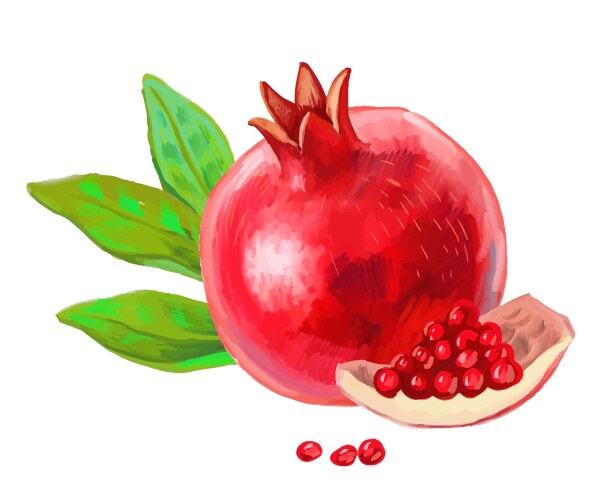 Pomegranate with leaves fresh fruit drawing Vector Image