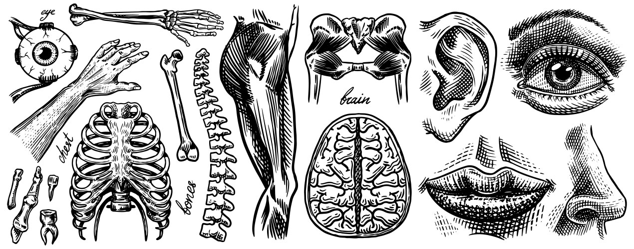 Human biology organs anatomy Royalty Free Vector Image
