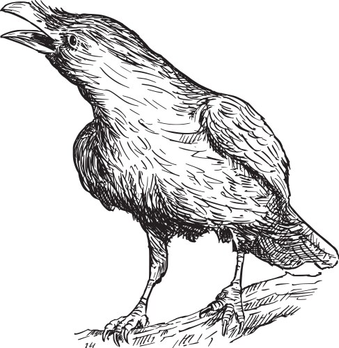 Engraving drawing of big crow Royalty Free Vector Image