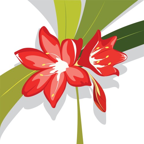 Lily Vector Images (over 48,000)