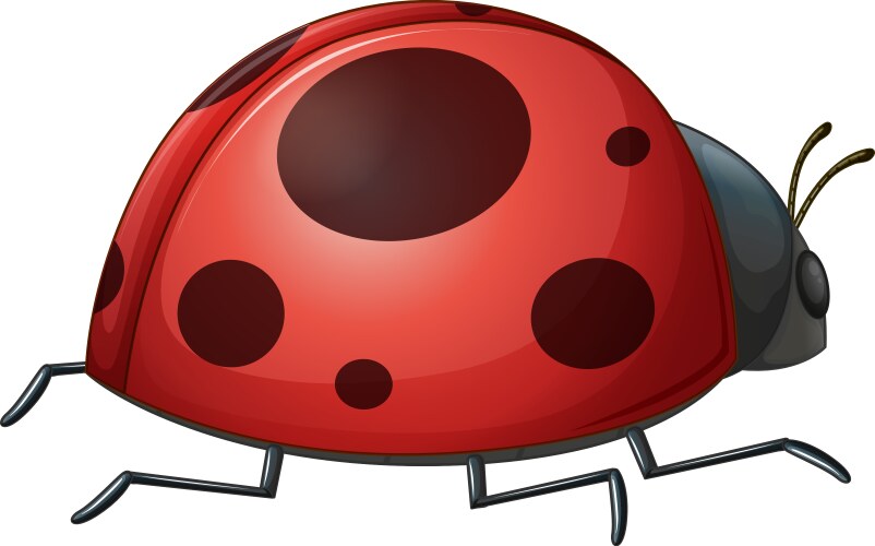 A red bug Royalty Free Vector Image - VectorStock