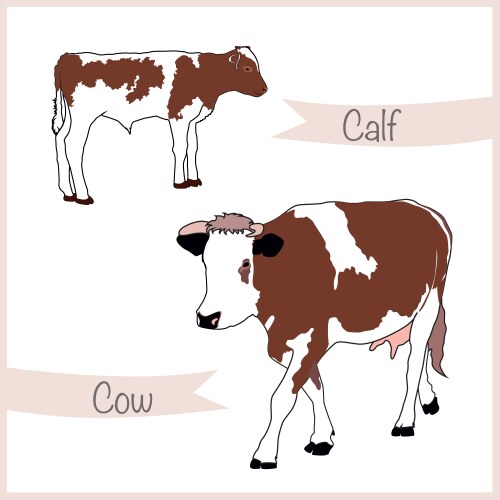 Cow with calves Royalty Free Vector Image - VectorStock