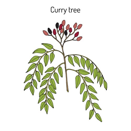 Indian mangrove avicennia officinalis medicinal Vector Image