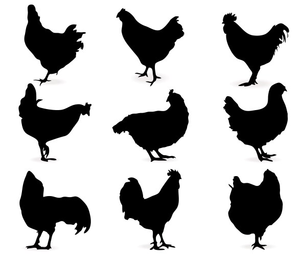 Chickens and Roosters Vector Images (over 31,000)