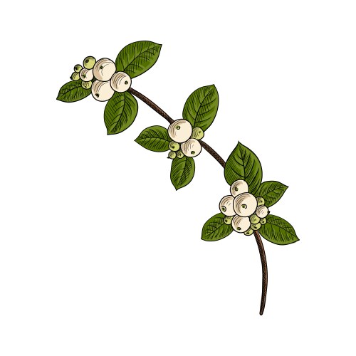 Drawing branch of raspberry Royalty Free Vector Image