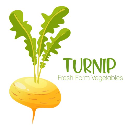 Turnip Vector Images (over 5,600)