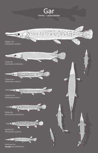 Alligator Gar Vector Images (13)