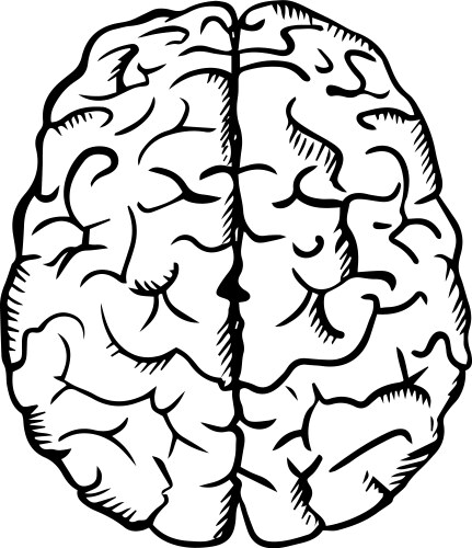 Brain Royalty Free Vector Image - VectorStock