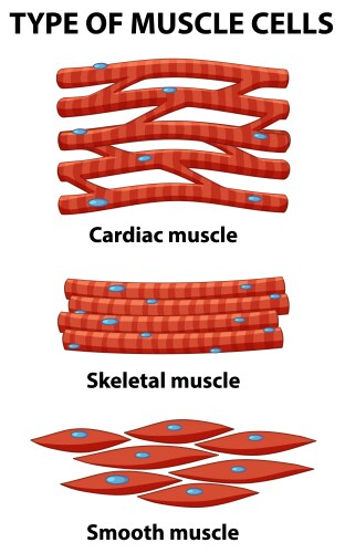 Muscle tissue seamless pattern Royalty Free Vector Image