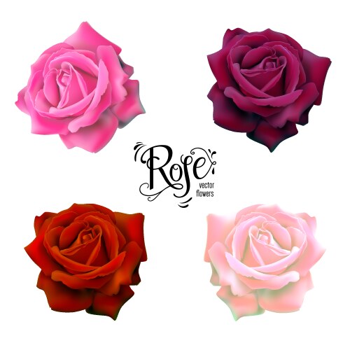 Red rose flower top view isolated on white Vector Image