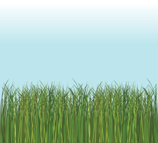 Green grass realistic spring field nature Vector Image