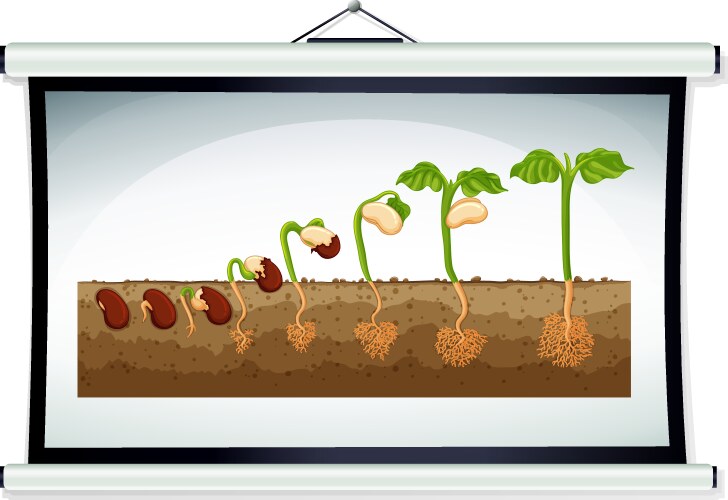Diagram showing bean life cycle Royalty Free Vector Image