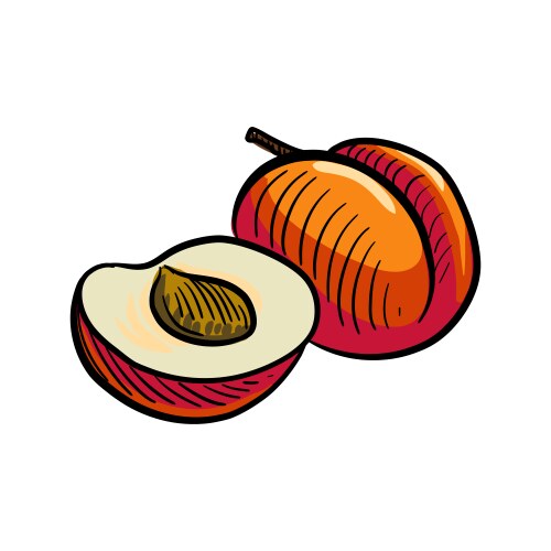 Peach Drawing Nectarine Vector Images (over 750)