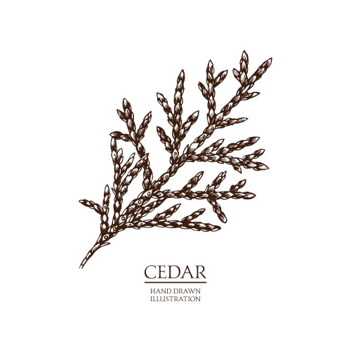 Cedar Vector Images (over 10,000)