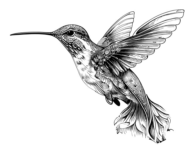Hand-Drawn Hummingbird Sketch Royalty Free Vector Image